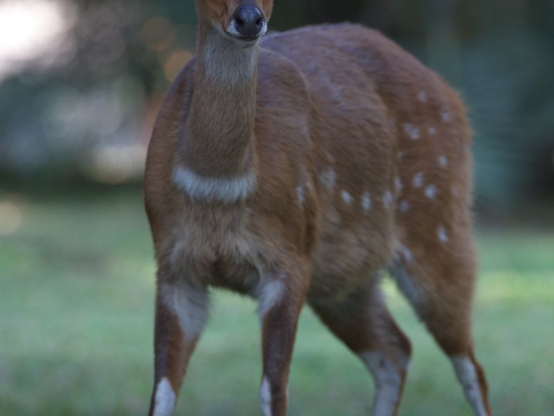 Female Steenbock | Smithsonian Photo Contest | Smithsonian Magazine