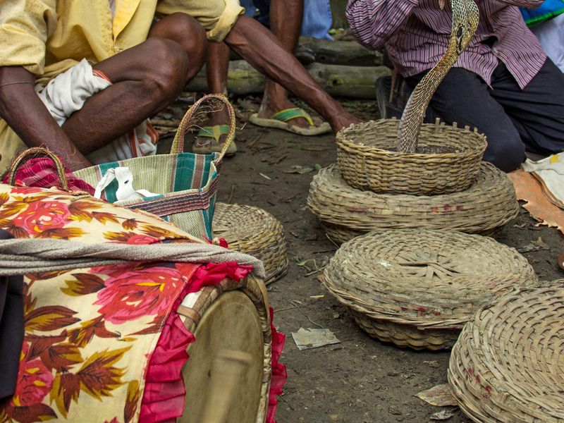 Snake festival | Smithsonian Photo Contest | Smithsonian Magazine