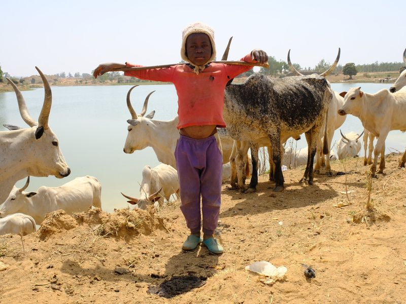 A Fulani boy and his cattle | Smithsonian Photo Contest | Smithsonian ...
