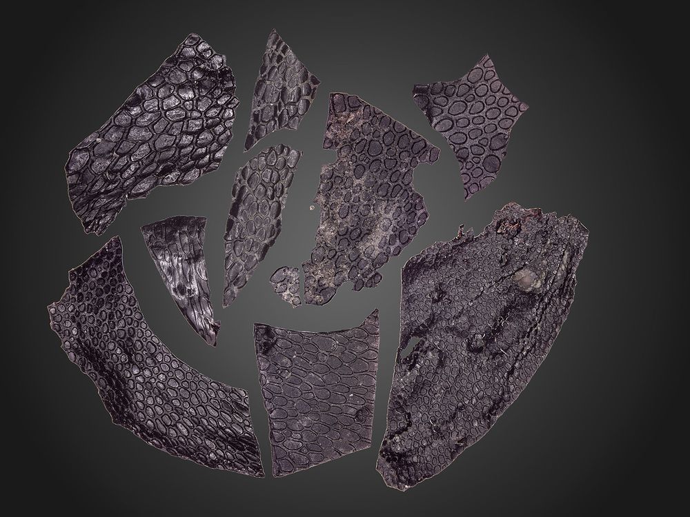 This 288-Million-Year-Old Fossilized Scrap of Skin Is the World's Oldest