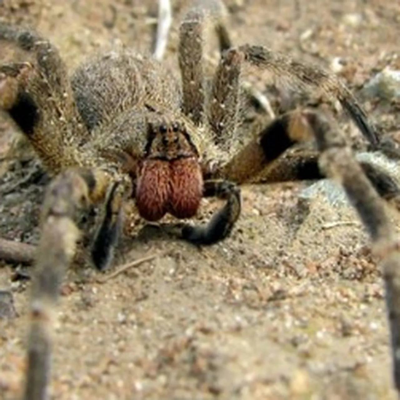 Brazilian Wandering Spider Attack Power Coin Brazilian Wandering
