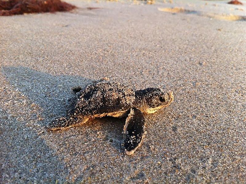 Loggerhead Hatchling heading to the sea | Smithsonian Photo Contest ...
