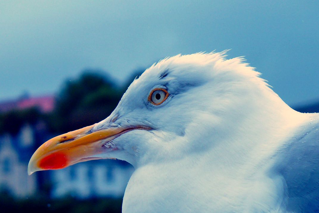 seagull close up! | Smithsonian Photo Contest | Smithsonian Magazine