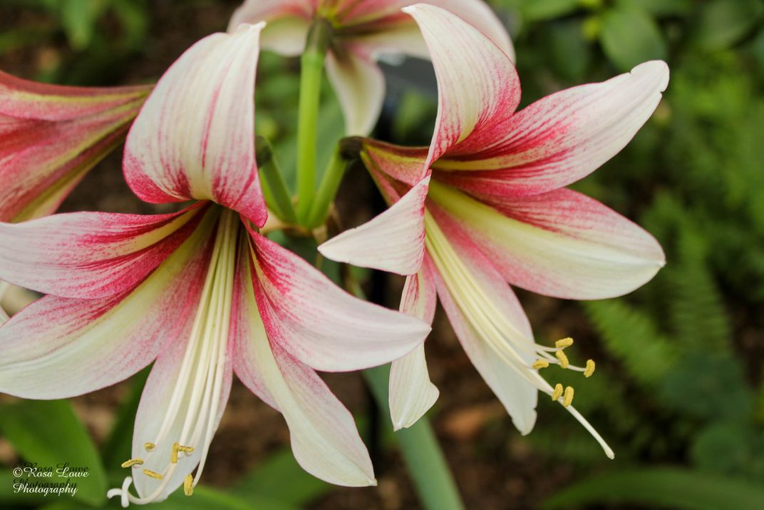 Two Lillies | Smithsonian Photo Contest | Smithsonian Magazine