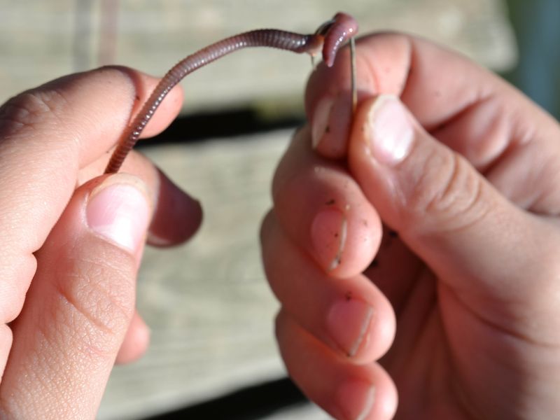 hooking the worm | Smithsonian Photo Contest | Smithsonian Magazine