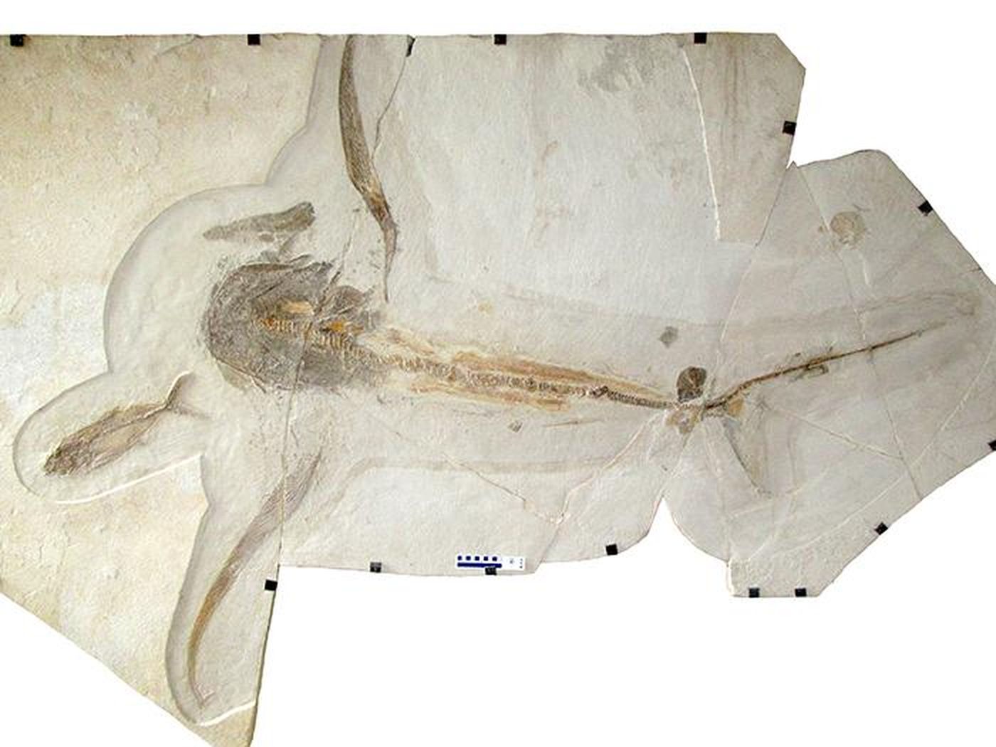 Discovery of a 95-Million-Year-Old 'Eagle Shark' Fossil Makes Waves