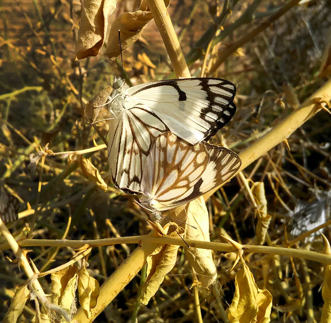 Butterflies embrace near the little nature beside my home ...