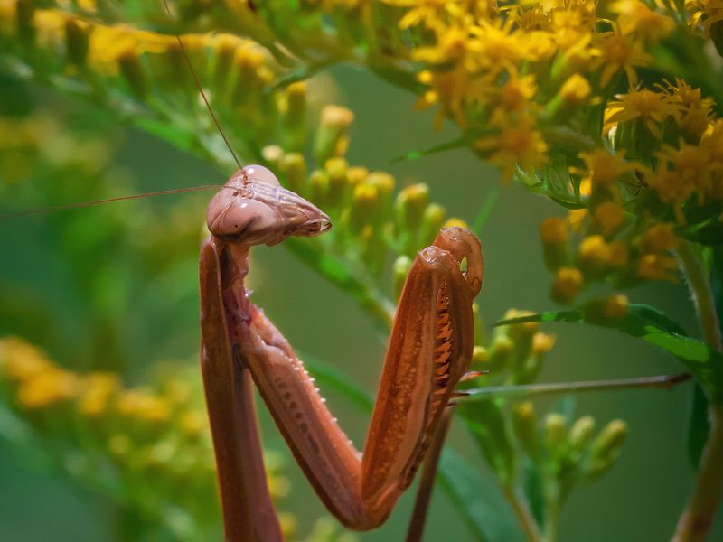 Preying Mantis on the hunt. | Smithsonian Photo Contest | Smithsonian ...