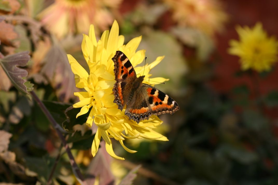 Macro shot of Butterfly enjoying sucking Necter from Flower ...