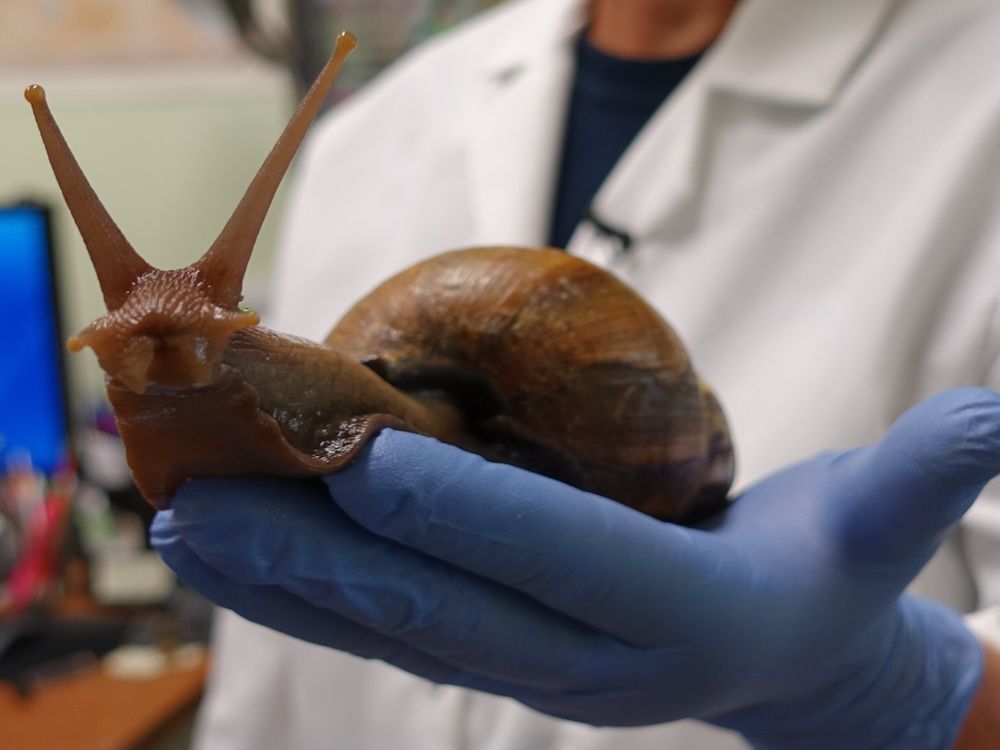Humans May Have Eaten Giant Snails 170,000 Years Ago