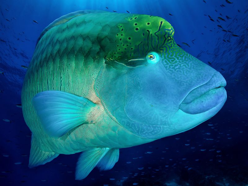 Napoleon Fish | Smithsonian Photo Contest | Smithsonian Magazine