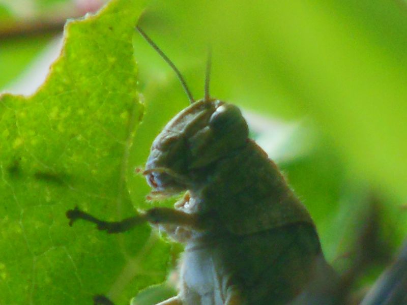 Grasshopper Eating A Leaf Smithsonian Photo Contest Smithsonian Magazine 