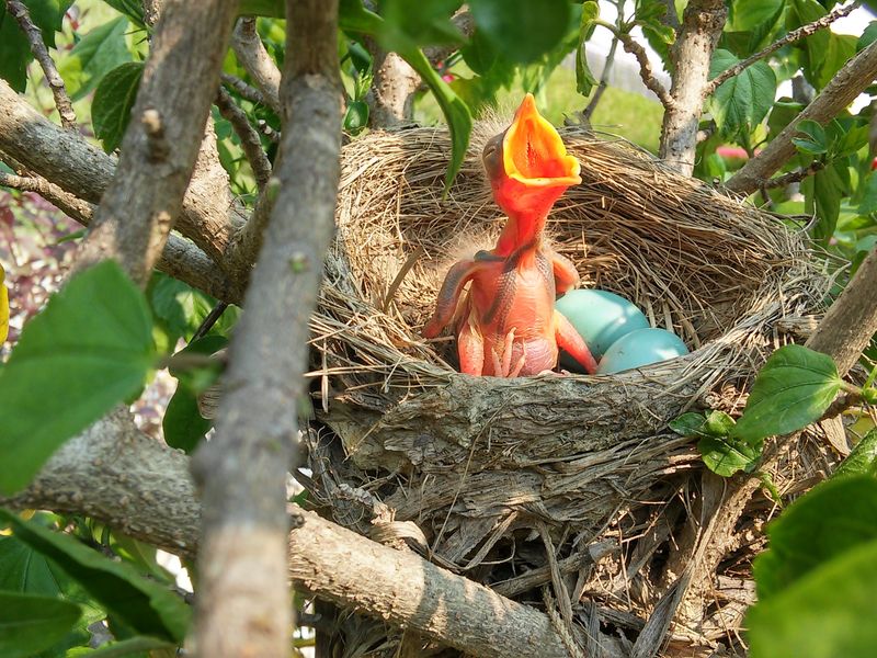A baby Robins ready for mommy Robin to bring lunch | Smithsonian Photo ...