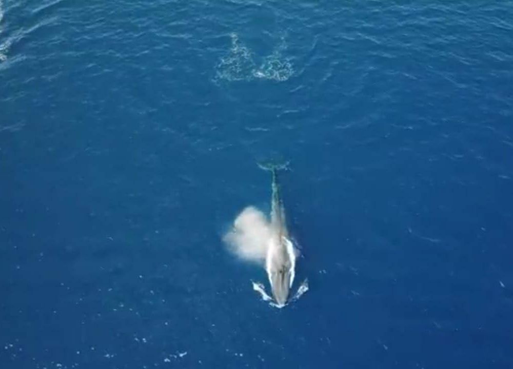 Huge Blue Whale Sighted in the Red Sea for the First Time