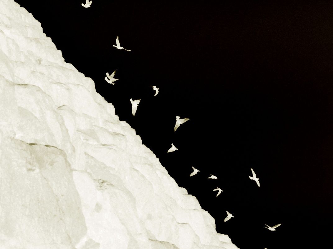 Pigeon Diving almost closing the pyramid's blocks. | Smithsonian Photo ...