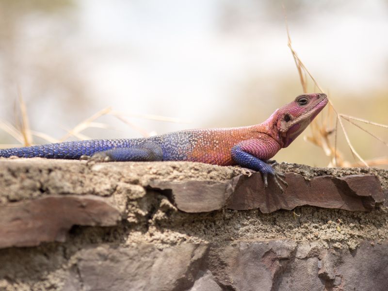 A Lizard of a Different Color | Smithsonian Photo Contest | Smithsonian ...