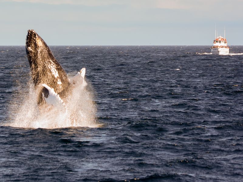 Humpback Breaching | Smithsonian Photo Contest | Smithsonian Magazine