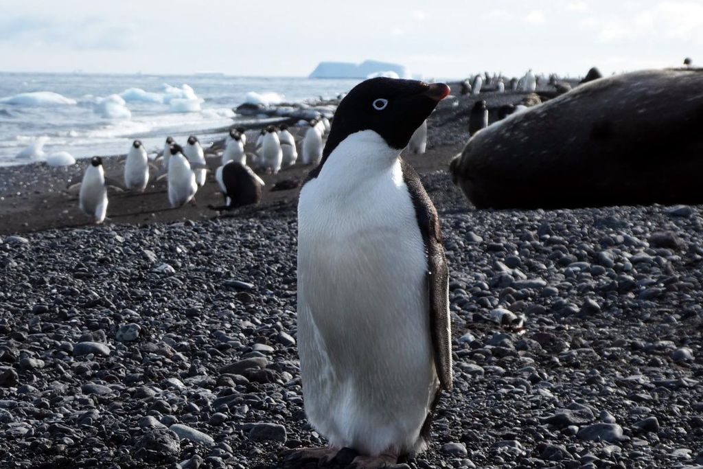 Penguin Poop BBC Earth On X: "Projectile Penguin Poop
