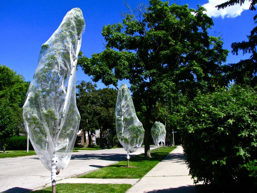 The Fun-loving Cicadas are Coming! Protect Your Trees! | Smithsonian ...