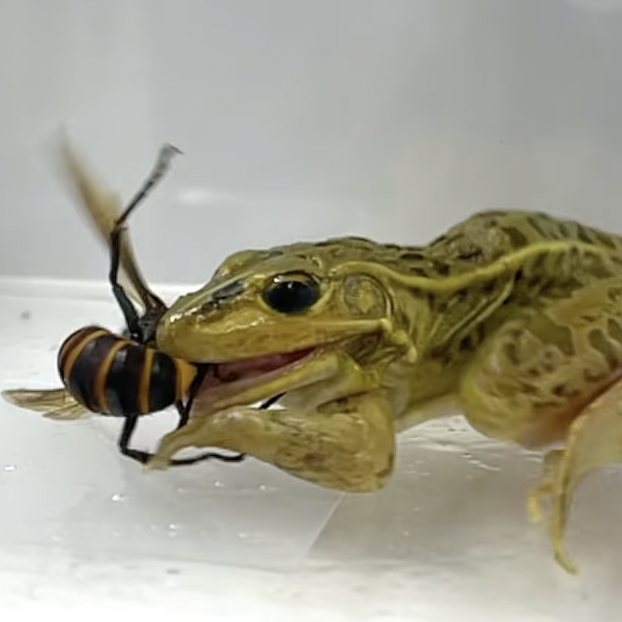 insect fights frog