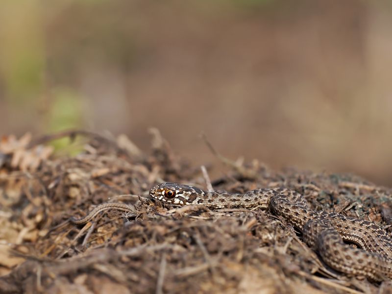 A young Montpellier snake (Malpolon monspessulanus), disguised with the ...