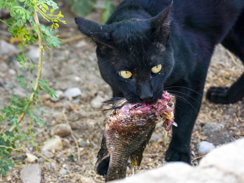 A small black panther | Smithsonian Photo Contest | Smithsonian Magazine