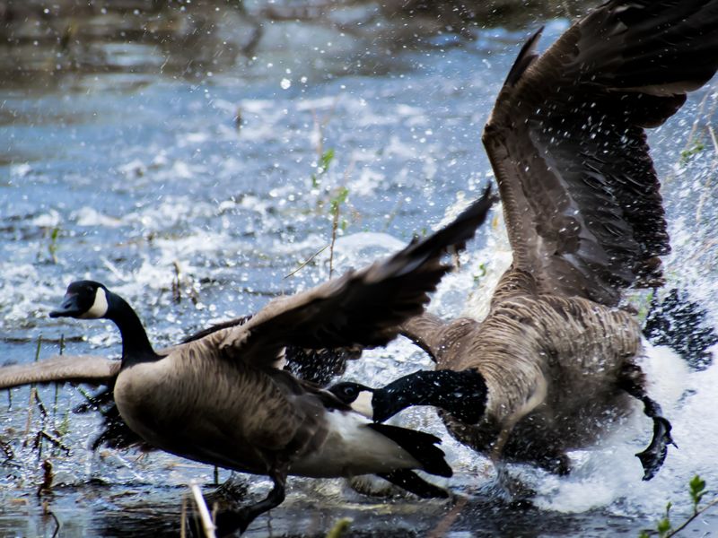 Geese fight | Smithsonian Photo Contest | Smithsonian Magazine