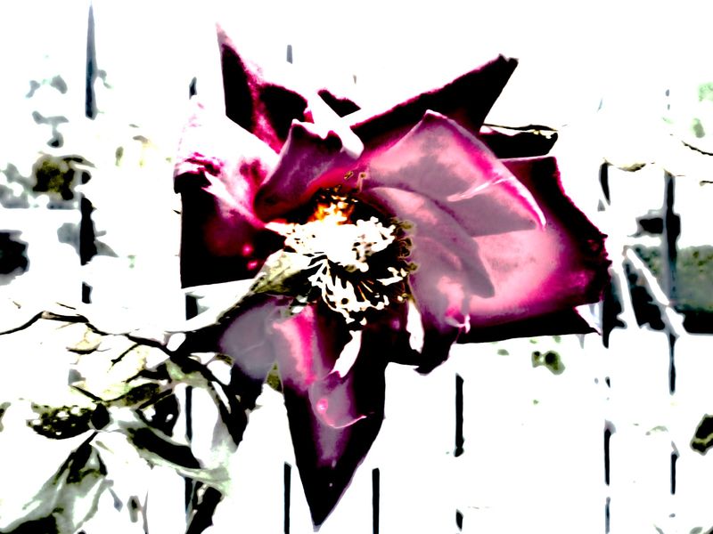 A broken rose. | Smithsonian Photo Contest | Smithsonian Magazine