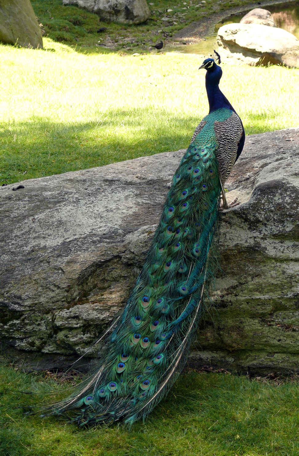 A look at a peacock with folded feathers at the Bronx zoo in Bronx, New ...