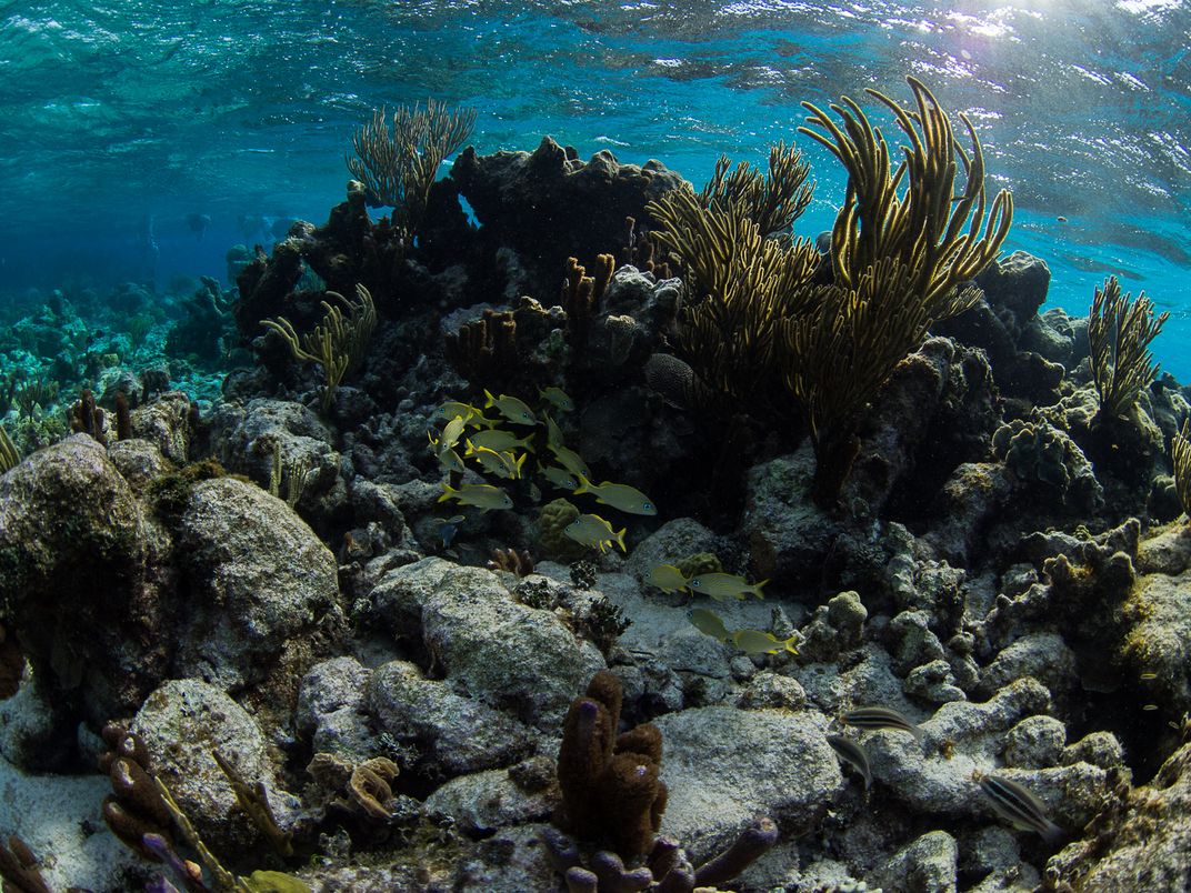 Shallow water reef on Grand Cayman's north end. | Smithsonian Photo ...