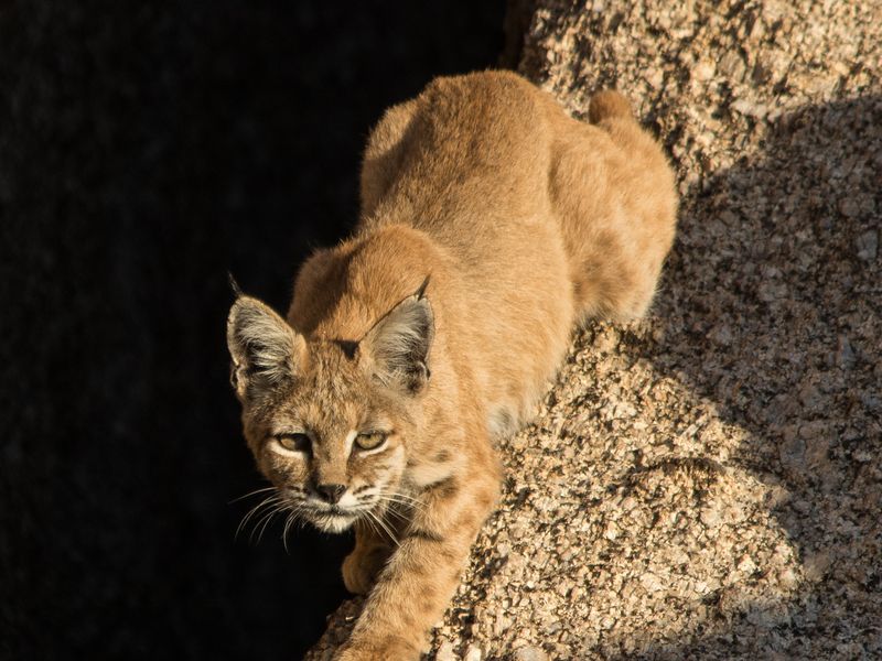 A bobcat on boulders in the early morning. | Smithsonian Photo Contest ...