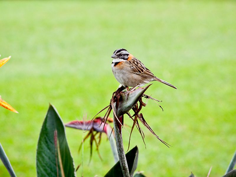 A.k.a Come Maiz | Smithsonian Photo Contest | Smithsonian Magazine