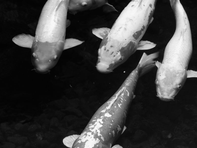Japanese carp swimming together. | Smithsonian Photo Contest ...