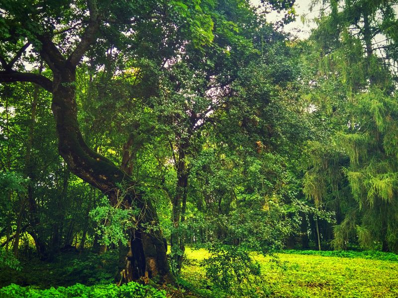 Untouched forest | Smithsonian Photo Contest | Smithsonian Magazine
