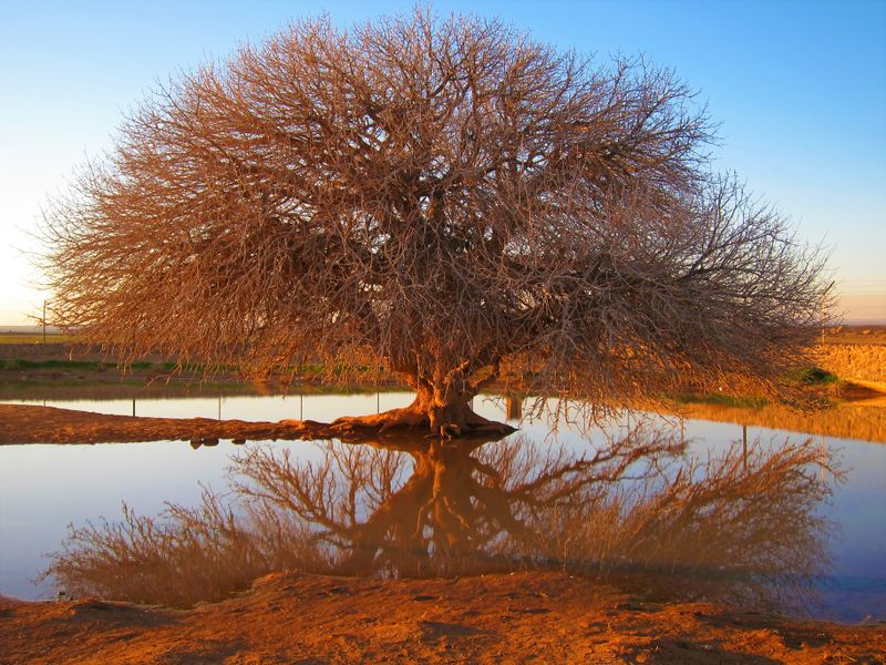 The sacred tree of the young Prophet in Ibqawiyah. | Smithsonian Photo ...