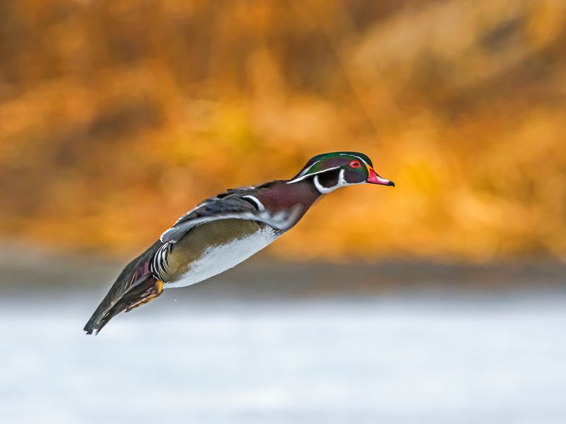 Ski Jumping Duck | Smithsonian Photo Contest | Smithsonian Magazine