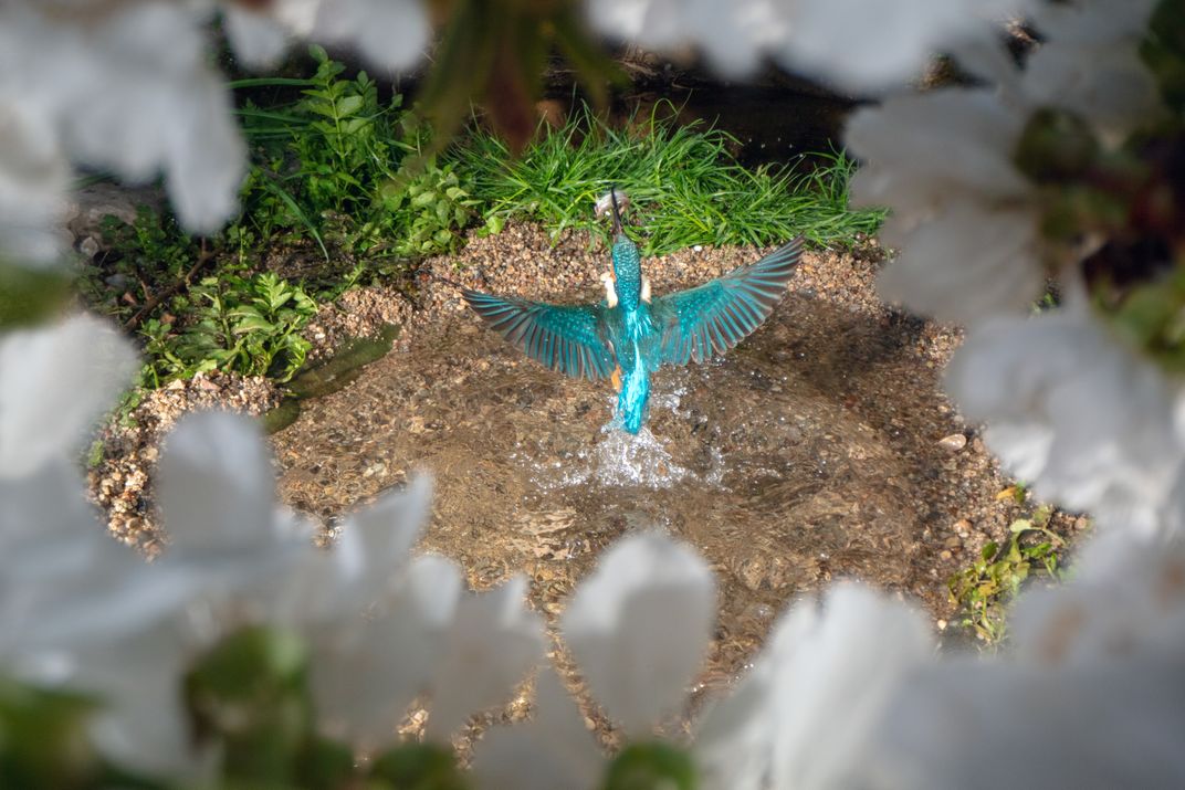 Spring explosion | Smithsonian Photo Contest | Smithsonian Magazine