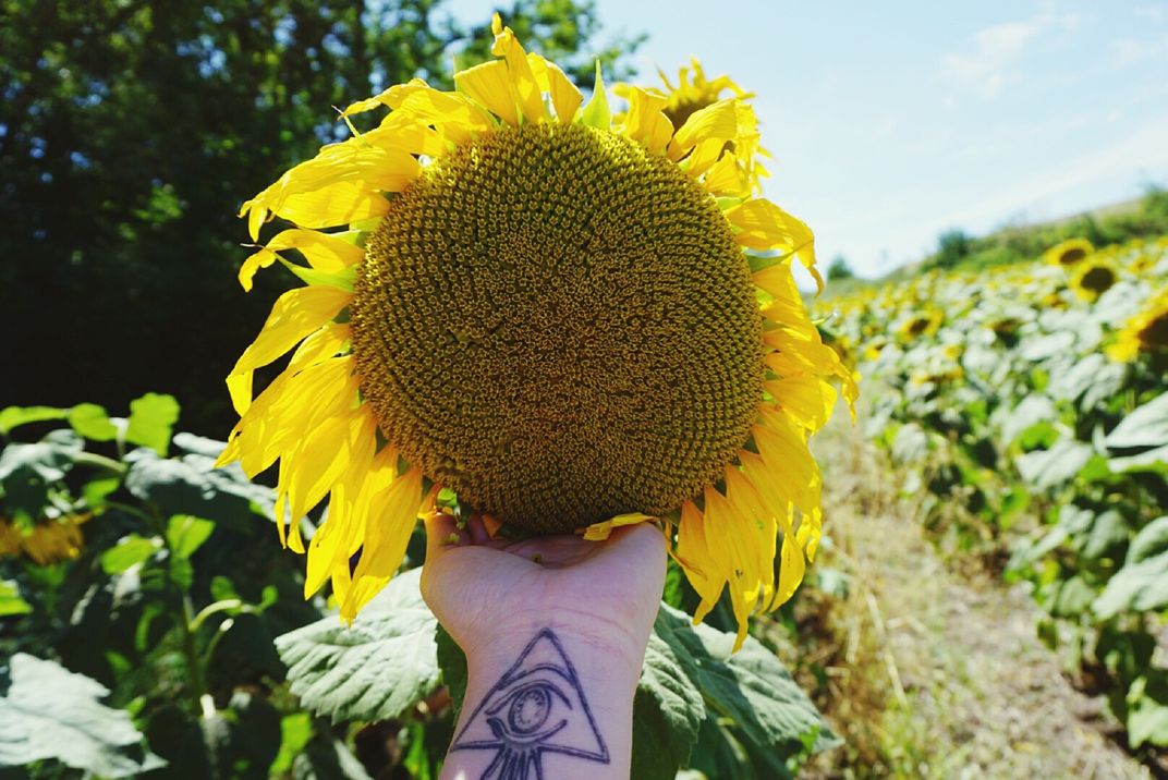 Sunflower | Smithsonian Photo Contest | Smithsonian Magazine