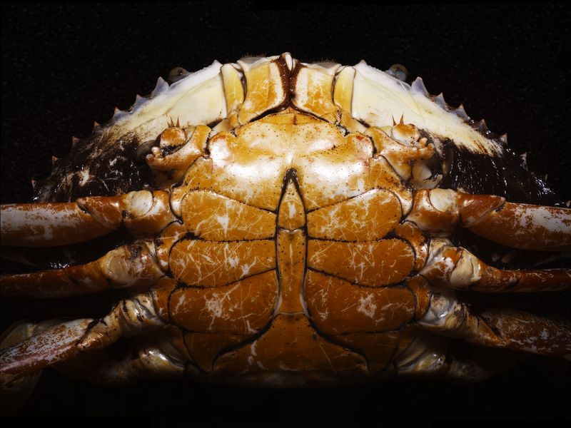 biological design-the abdominal region of blue crab | Smithsonian Photo ...