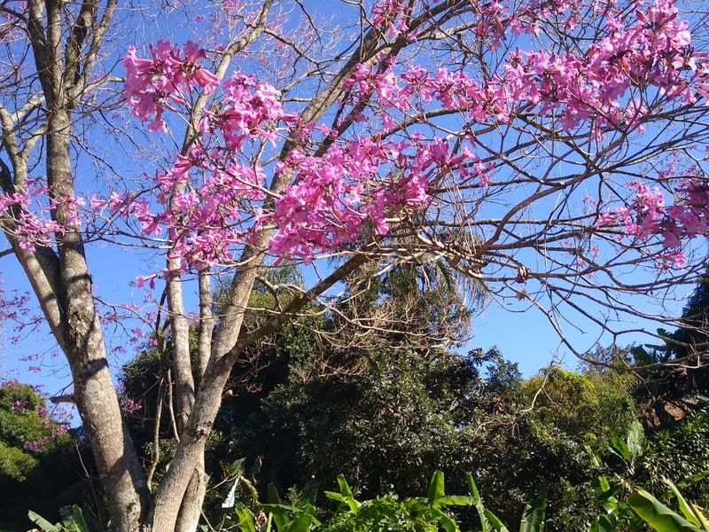 A arvore da primavera | Smithsonian Photo Contest | Smithsonian Magazine