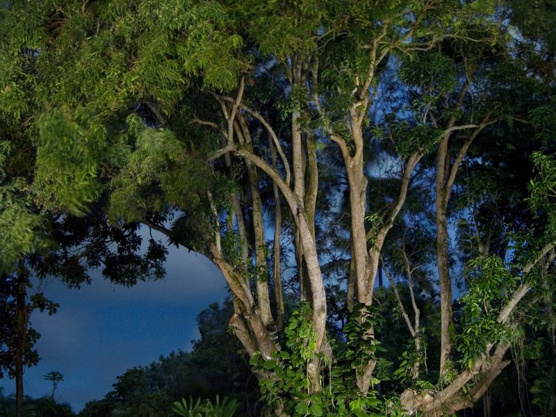 Mango Tree on Maui | Smithsonian Photo Contest | Smithsonian Magazine