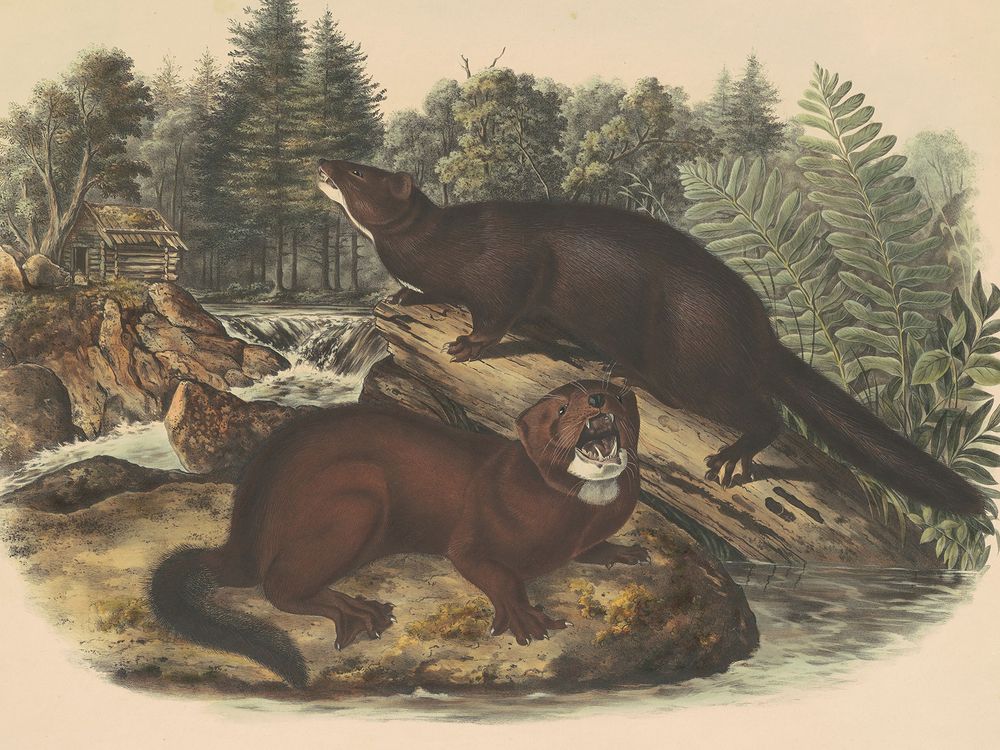 The Life, Loss and Lore of the Sea Mink