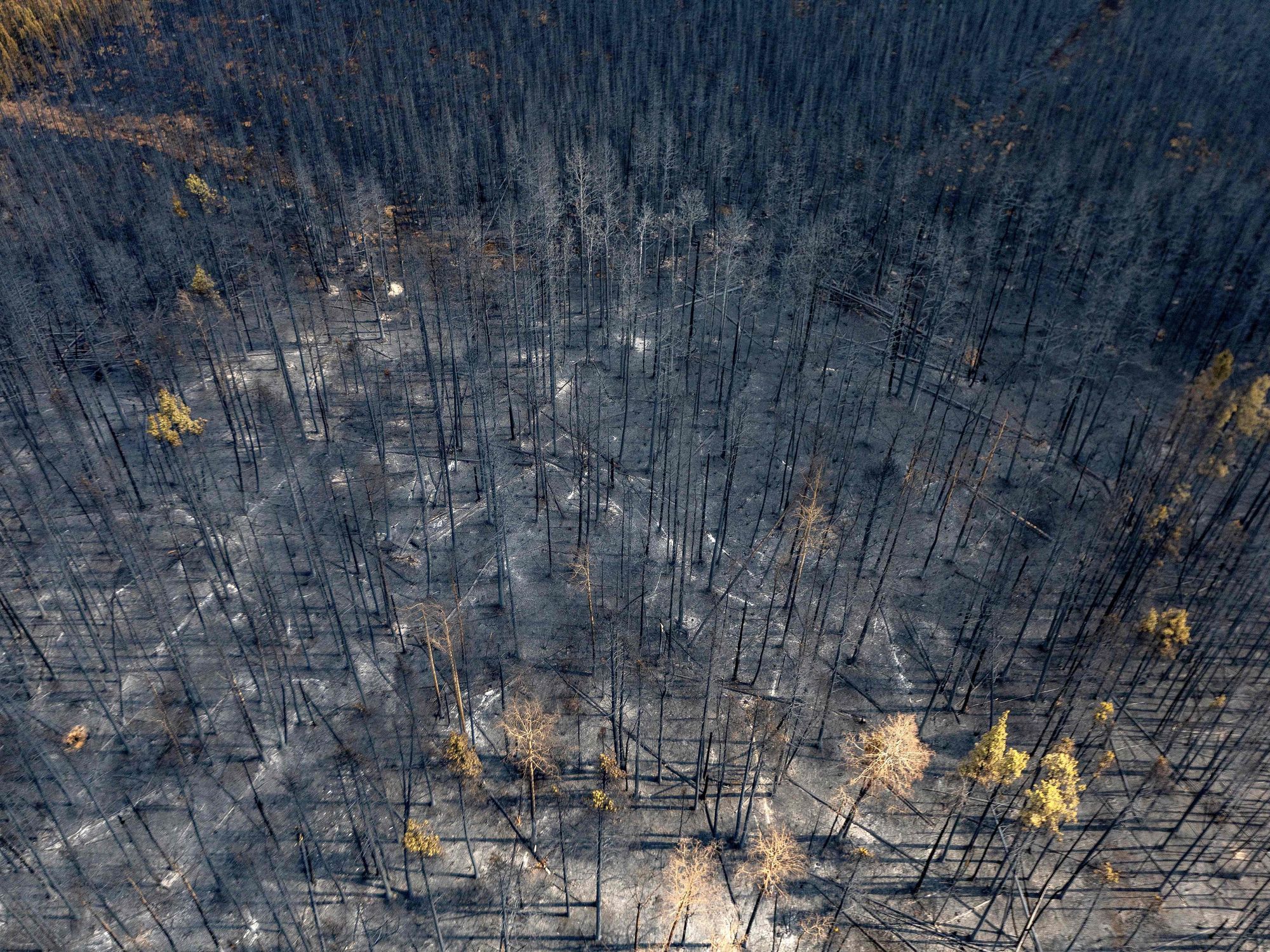 Wildfires in Canada Burn Close to One Million Acres