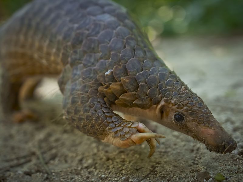 Sunda pangolin in Bali | Smithsonian Photo Contest | Smithsonian Magazine