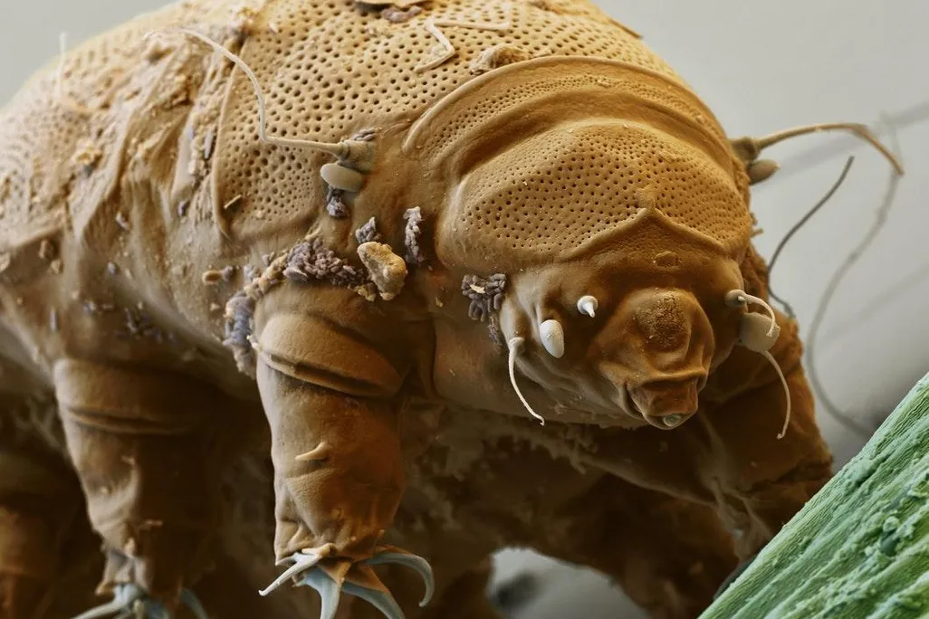 tardigrade bbc