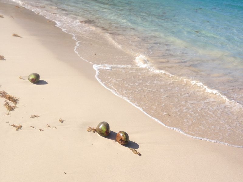 Coconuts on the Beach | Smithsonian Photo Contest | Smithsonian Magazine