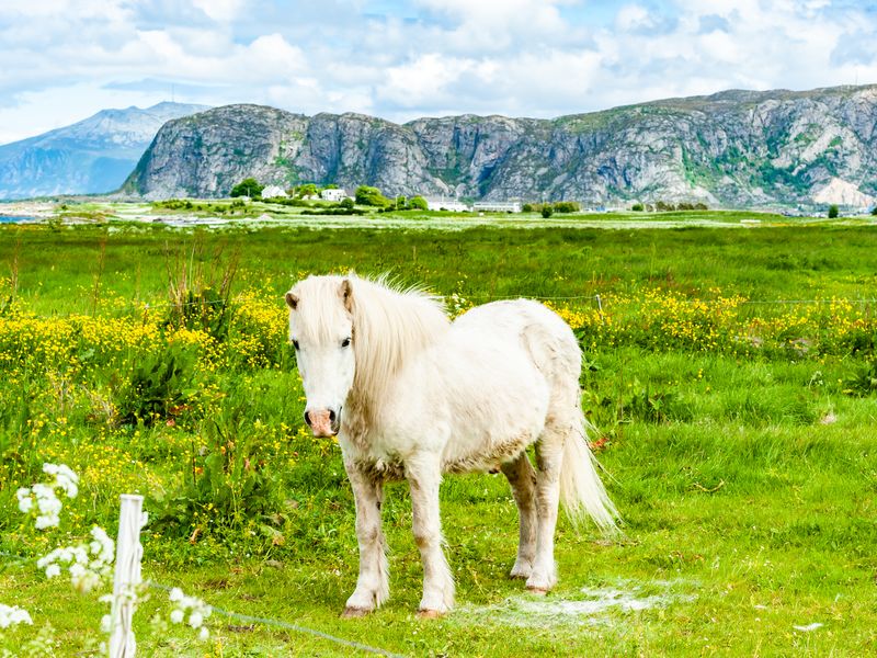 White Pony | Smithsonian Photo Contest | Smithsonian Magazine