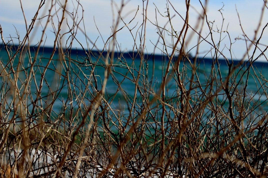 Bushes with a sea in the background. | Smithsonian Photo Contest ...