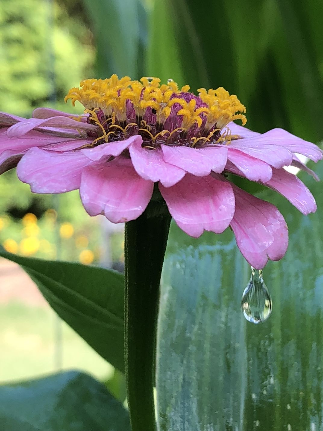 Water drop on a flower after watering my backyard garden | Smithsonian ...