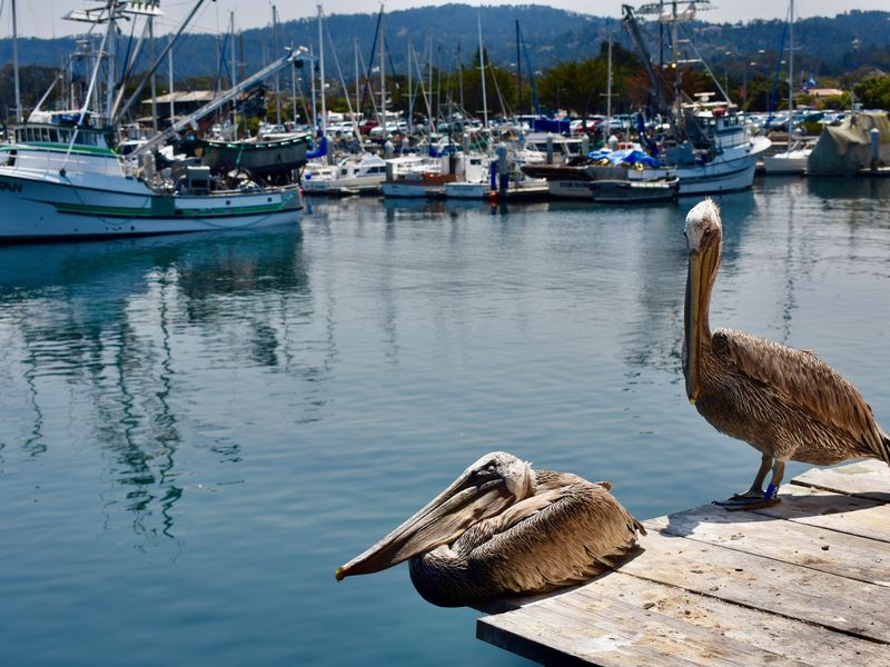 Pelicans in Monterey, California | Smithsonian Photo Contest ...